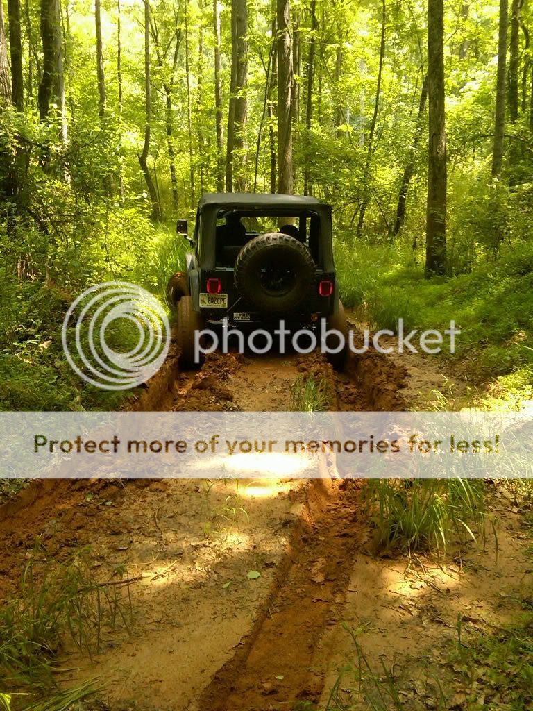 Jeeps in the forest | Jeep Enthusiast Forums