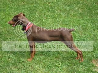 Lexy pic-is that what you called stacked? | Doberman Forum : Doberman ...