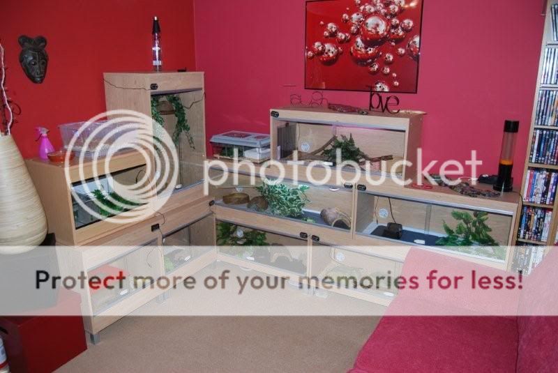 Pics of stacks? | Reptile Forums